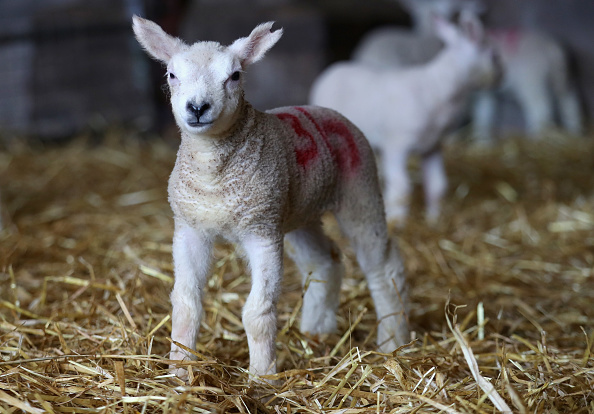 Easter lambs saved from slaughter and adopted by former Italian PM | NTD