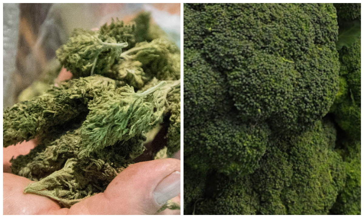 Fake marijuana deal involving broccoli and a shooting gets man 16 years ...