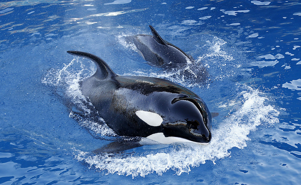 SeaWorld Euthanizes 42-Year-Old Matriarch Orca Dying From Lung Disease ...