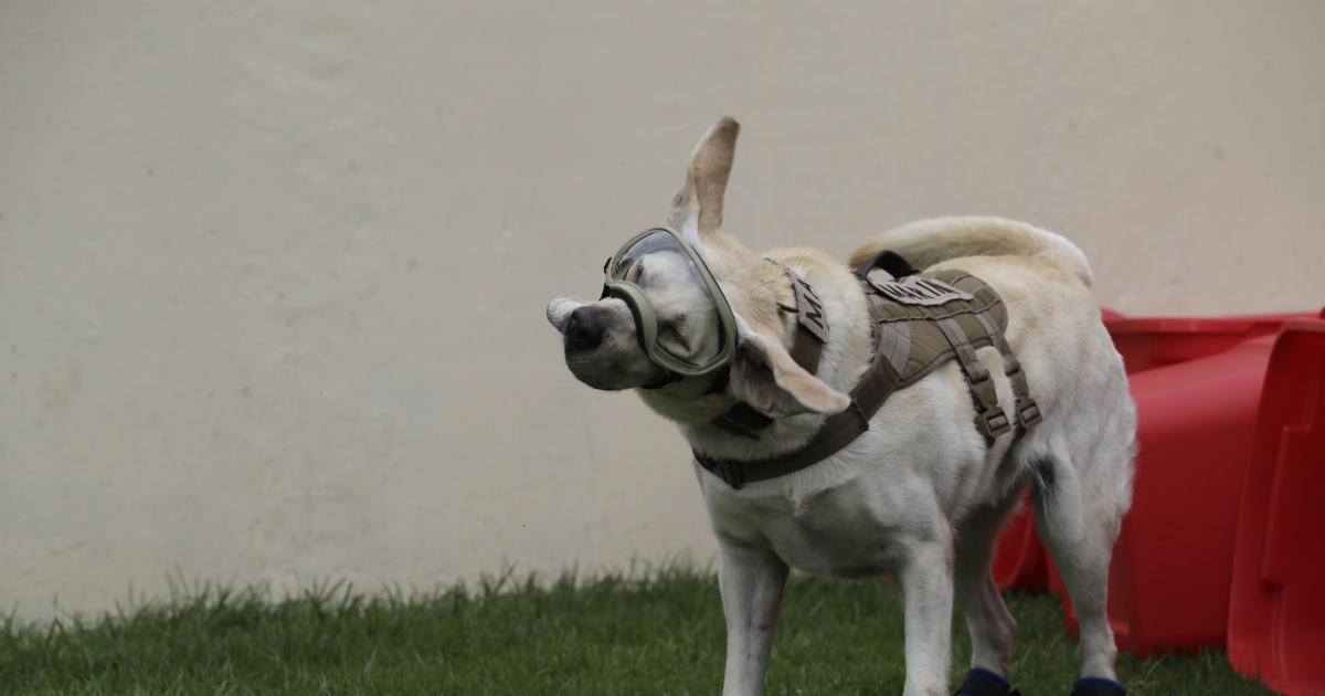 Mexican Rescue Dog Frida Became Symbol of Earthquake Hope | NTD