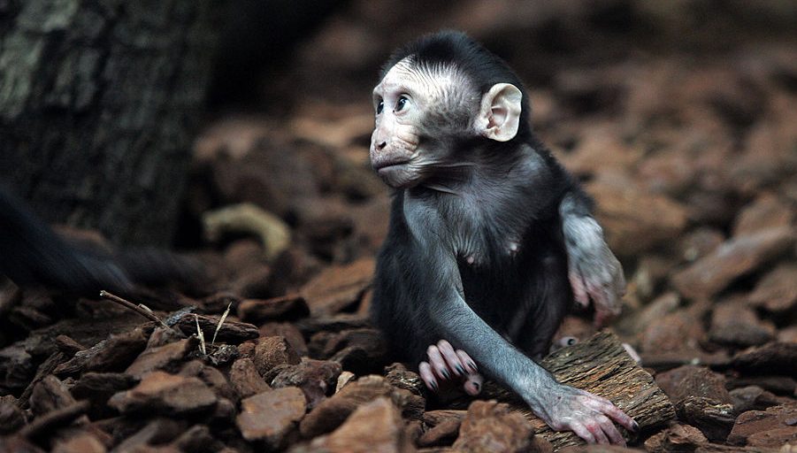 Monkey Selfie Copyright Case Settlement a Big Win for Monkeys | NTD