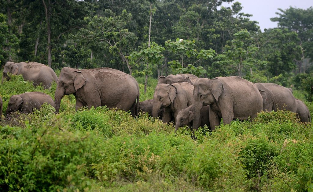 Grieving Elephants March in ‘Funeral Procession’ as They Carry the Body ...