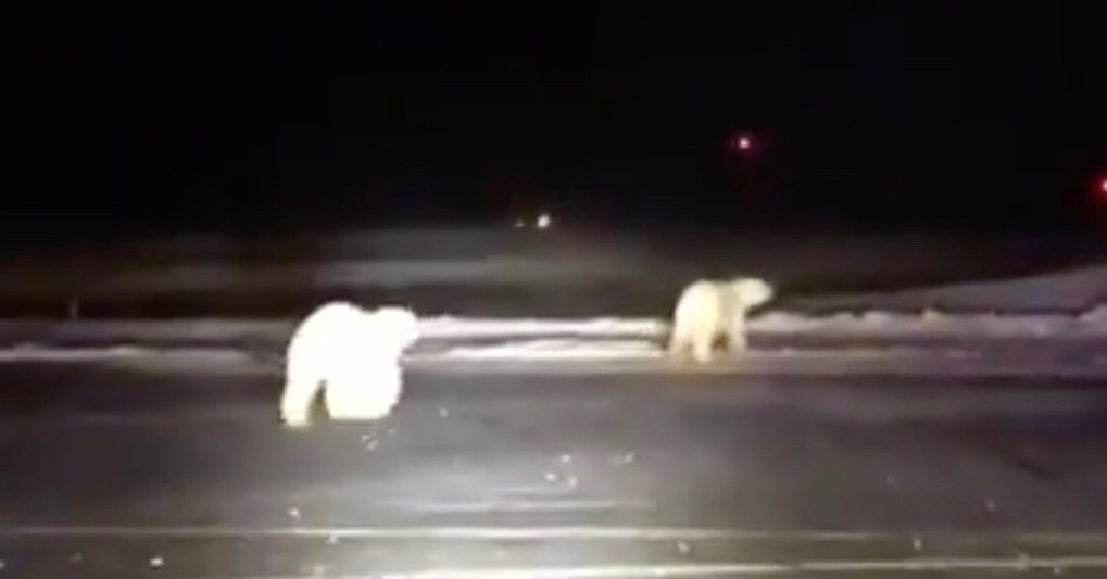 Airport Worker Captures Video of Polar Bears on Runway | NTD