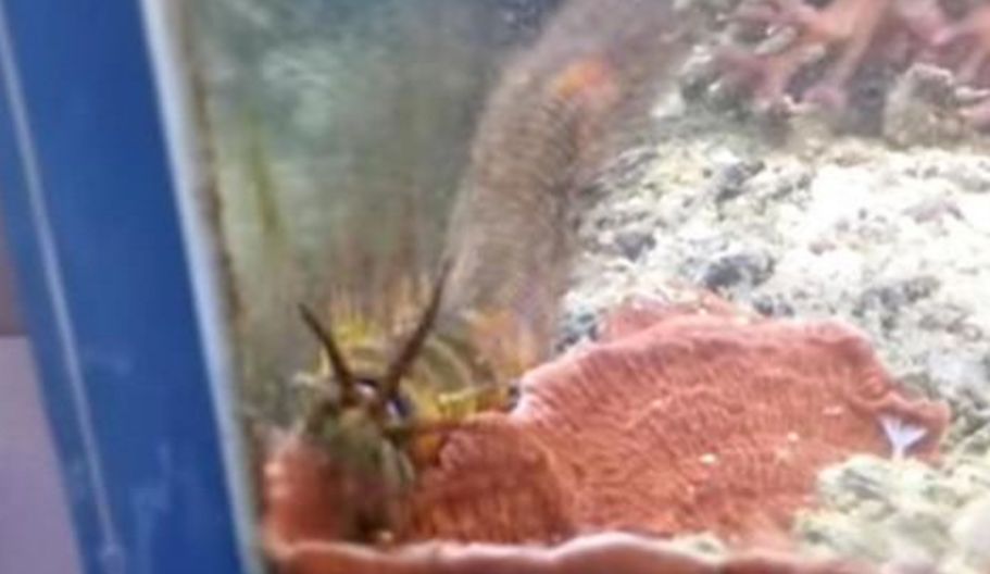 Video: Man Finds a 3-Foot-Long Bristle Worm In His Fish Tank | NTD