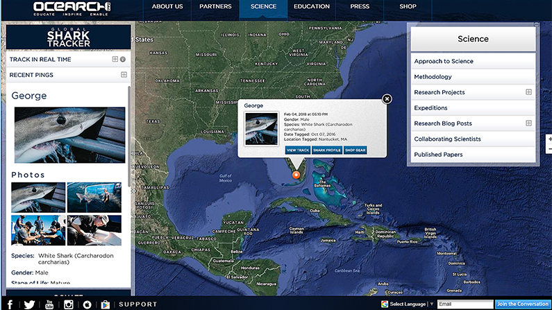 George the Giant Shark Visits Florida's Beaches for the Winter | NTD