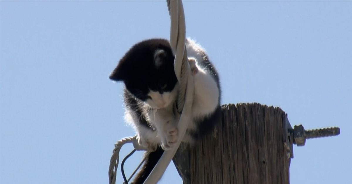 Cat Stuck on Utility Pole for Days Finally Rescued | NTD