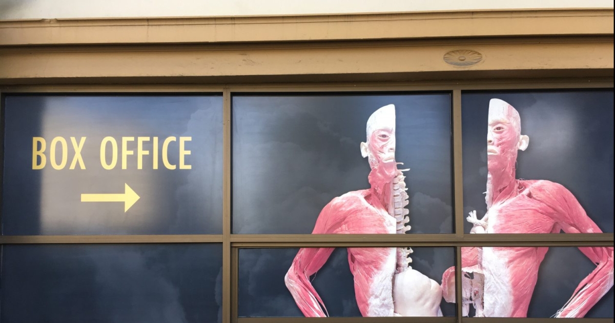 Real Bodies Controversy: How Australian Museums Regulate the Display of ...