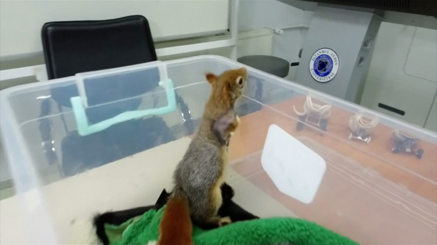 Squirrel Loses His Front Paws, But Vets Give Him Something New | NTD