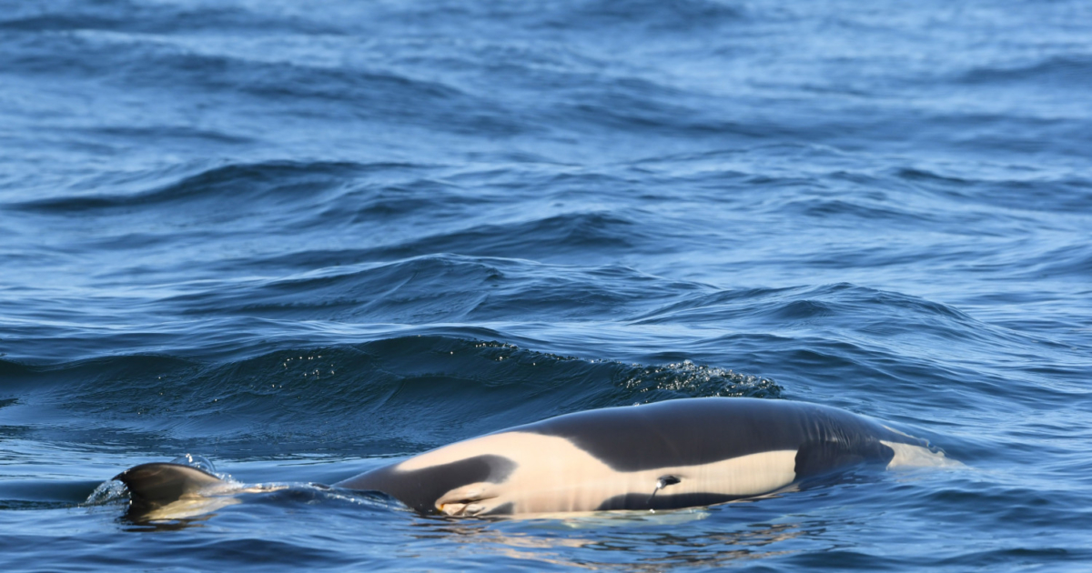 Orca Who Carried Her Dead Calf for 1,000 Miles Is Pregnant | NTD
