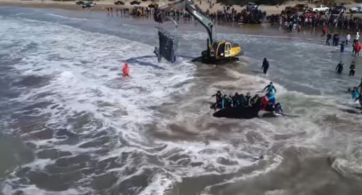Video Shows Stranded Orca Being Returned to the Sea in Argentina | NTD