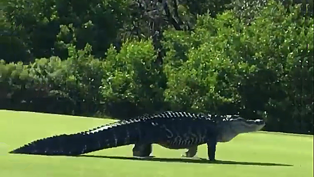 Enormous Alligator Stalks Across MacDill Air Force Base | NTD