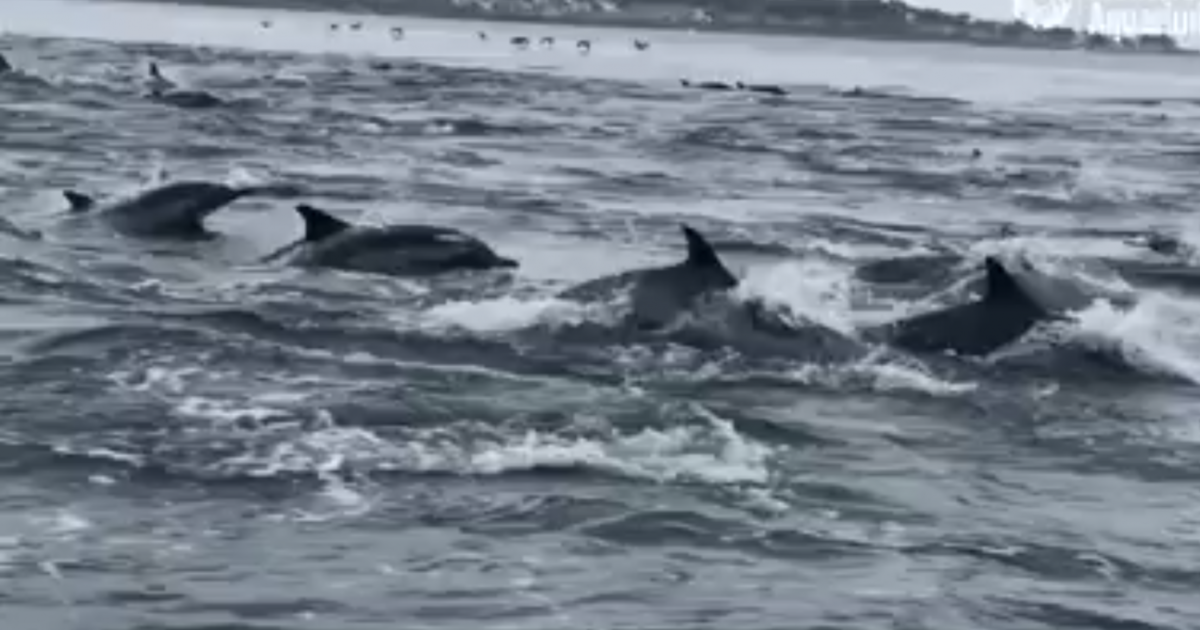 Dolphin Super Pod Filmed Near California Coast | NTD