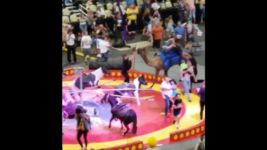 Seven Injured After Camel Spooked at Pittsburgh Circus | NTD