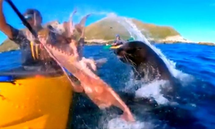 Video: Seal Slaps Kayaker in Face With Octopus | NTD