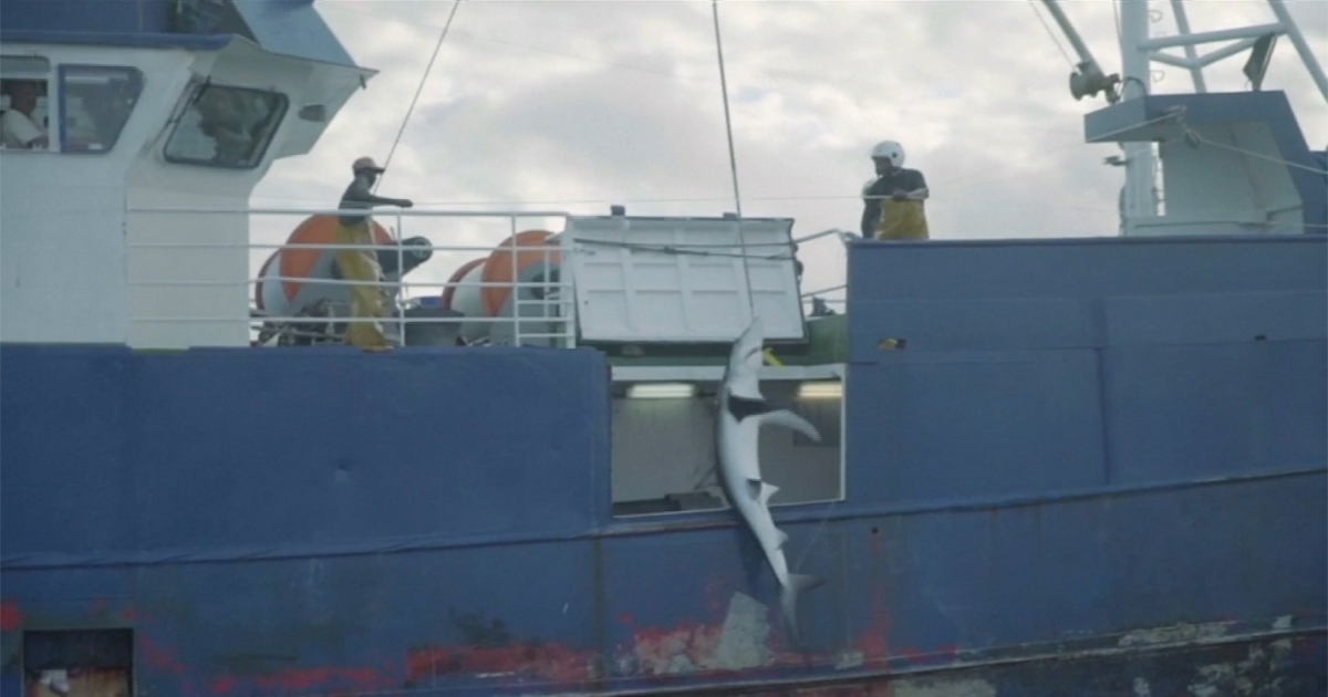 Spanish Tuna Vessel Arrested for Shark Fishing Off Gabon | NTD