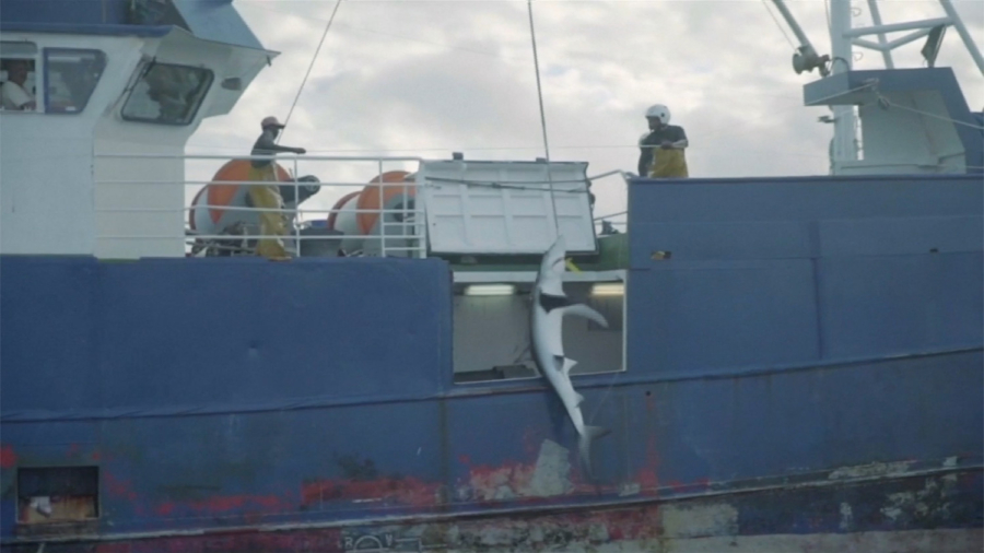 Spanish Tuna Vessel Arrested for Shark Fishing Off Gabon | NTD