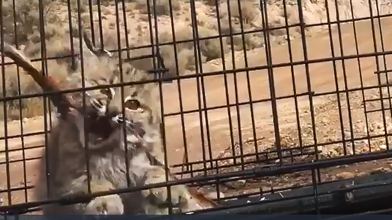 Police Rescue, Release Bobcat Getting Warm in Chicken Coop | NTD