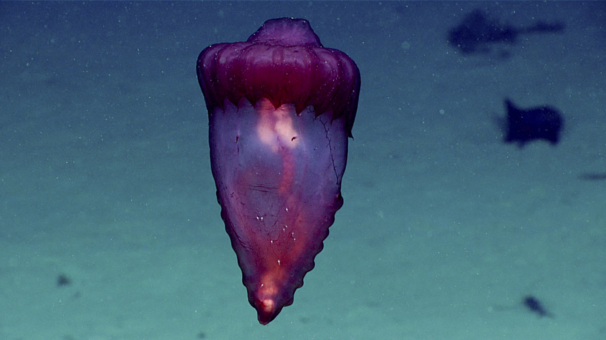 Scientists Share Amazing Images From Deep-Water Probes in Caribbean ...