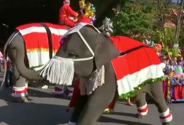 Dancing Elephants Used to Bring Christmas Joy in Thailand | NTD
