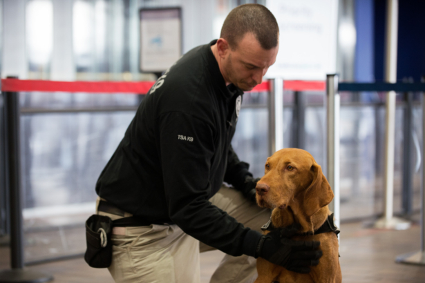 TSA Moves to Floppy Eared Dogs to Have Friendlier Presence | NTD