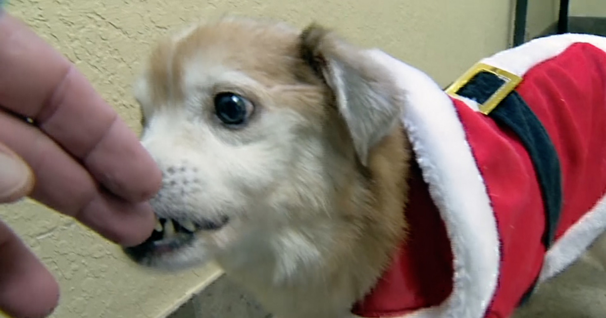 Dog Without Nose Is Searching for His ‘Fur-Ever’ Home | NTD