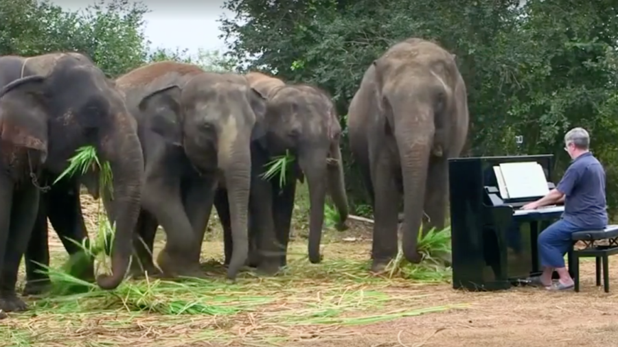 Classical Pianist Paul Barton Plays Music for Rescued Elephants in ...