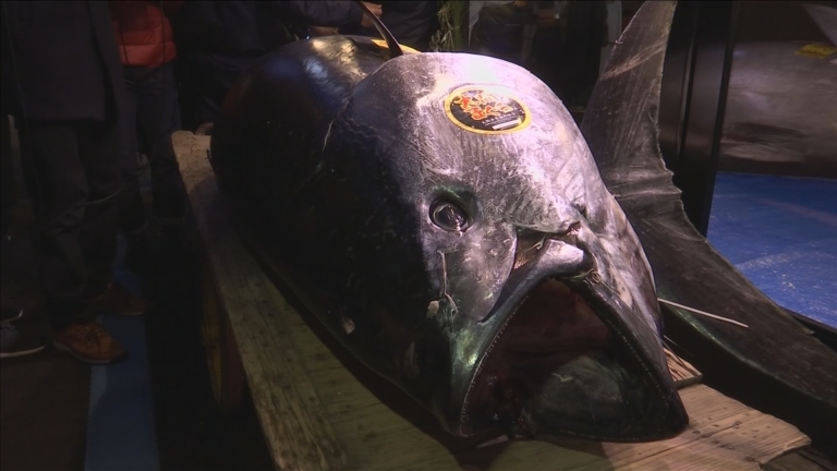 Tuna Auctioned at Record $3 Million at Tokyo’s New Fish Market | NTD