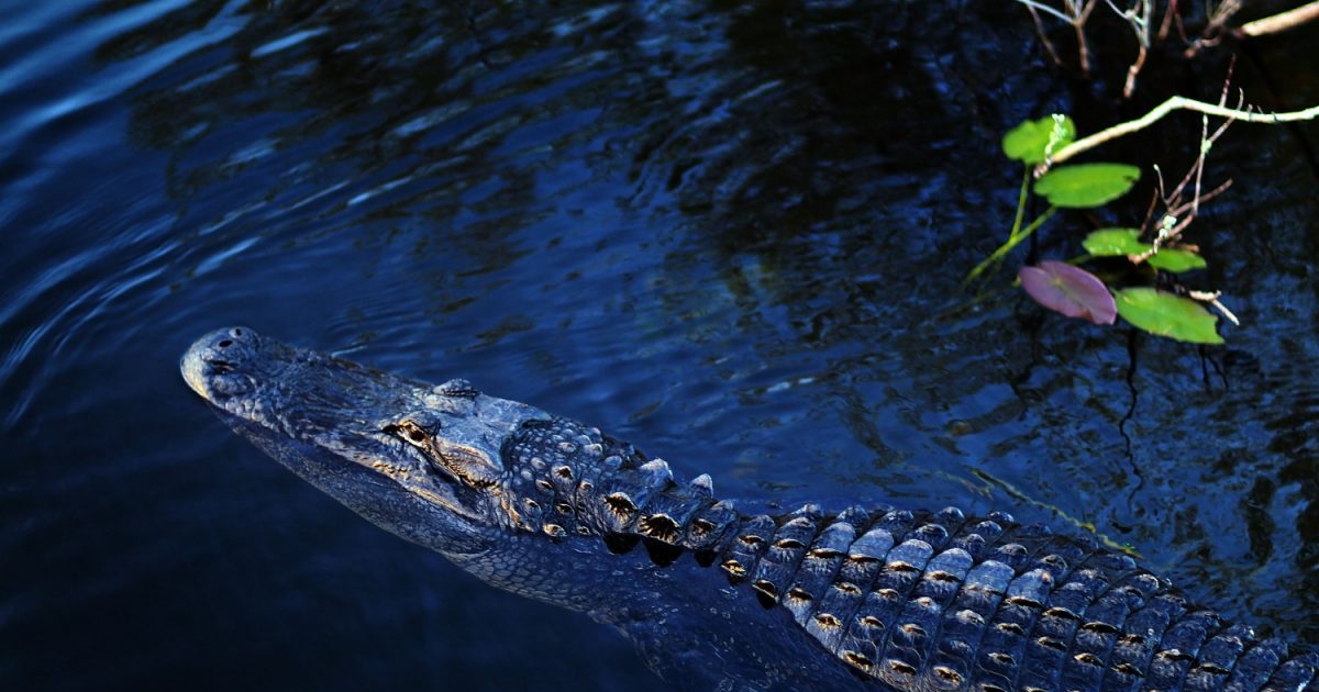 15-foot Alligator Captured After Chasing Swimmers in Florida River | NTD