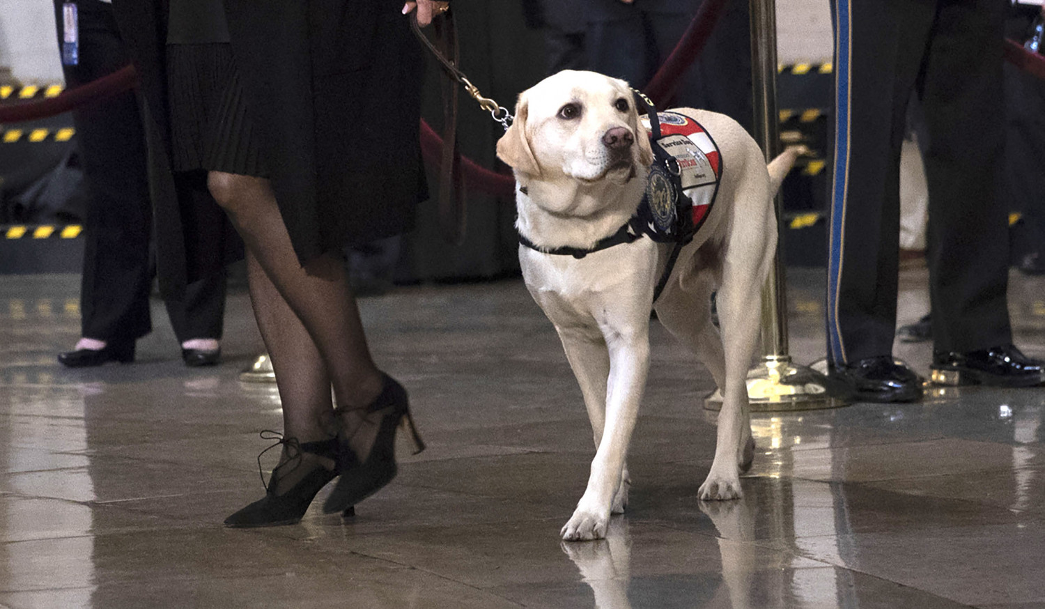 George H.W. Bush’s Beloved Service Dog ‘Sully’ Gets New Job With the US ...