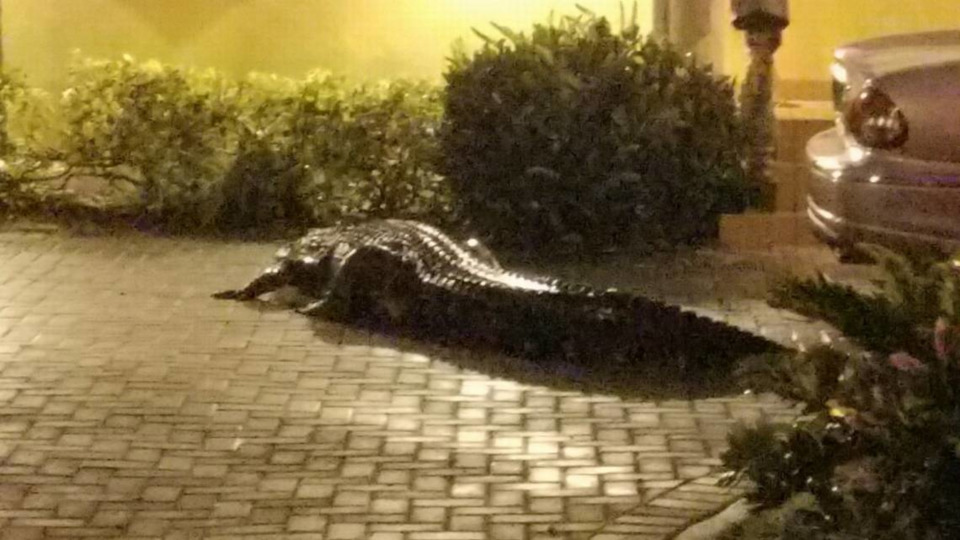 Heavy Rain and Floods Send a 9-foot Alligator Fleeing Into Arkansas ...