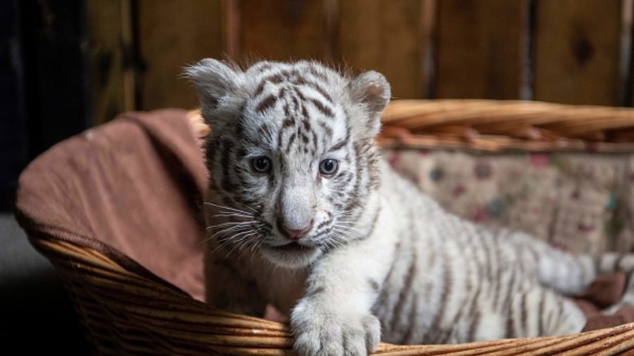 White Tiger Chokes on Boneless Meat at Zoo in North Carolina | NTD
