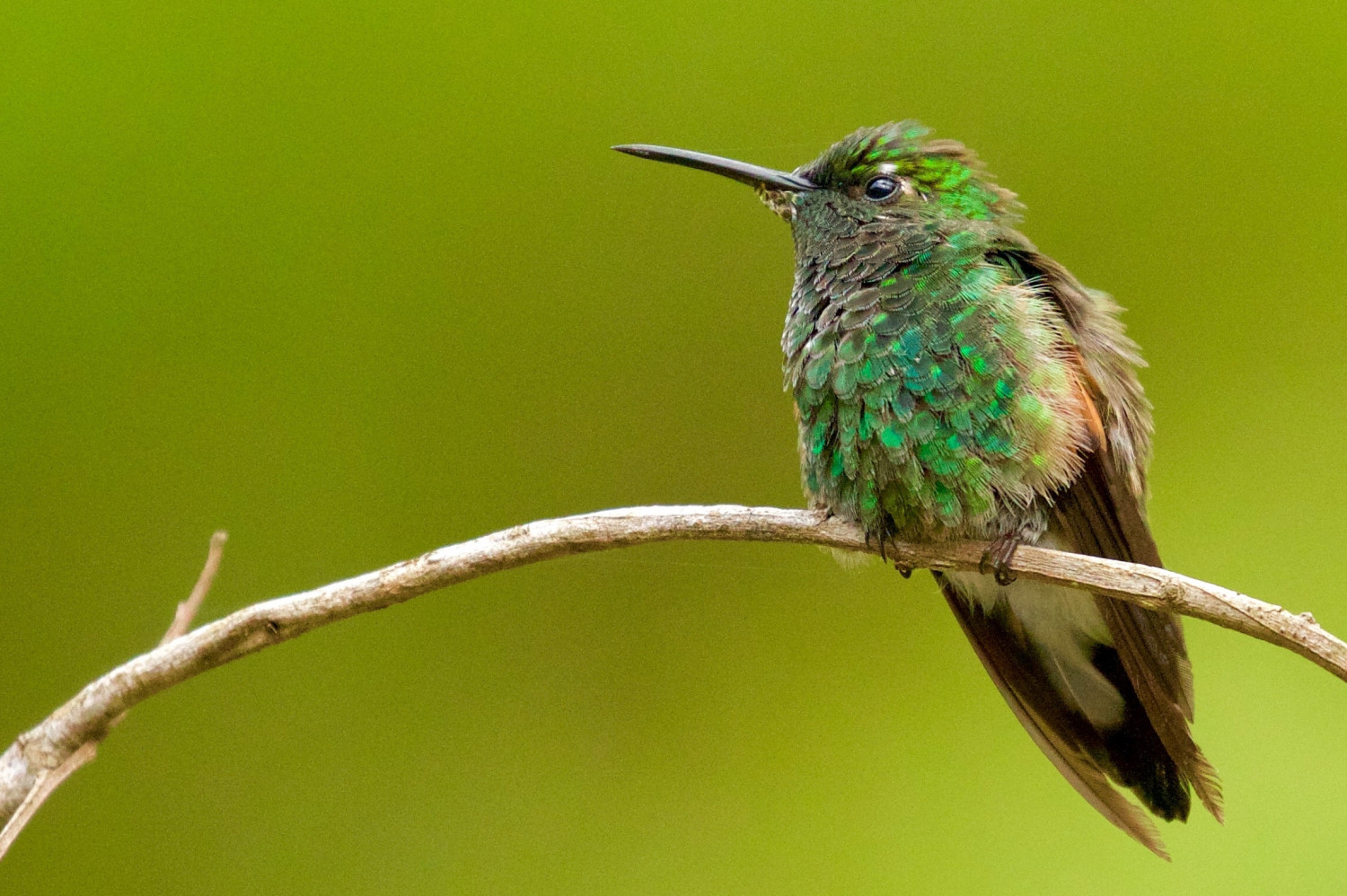 Hummingbird Returns Every Year to Visit Man Who Rescued It | NTD