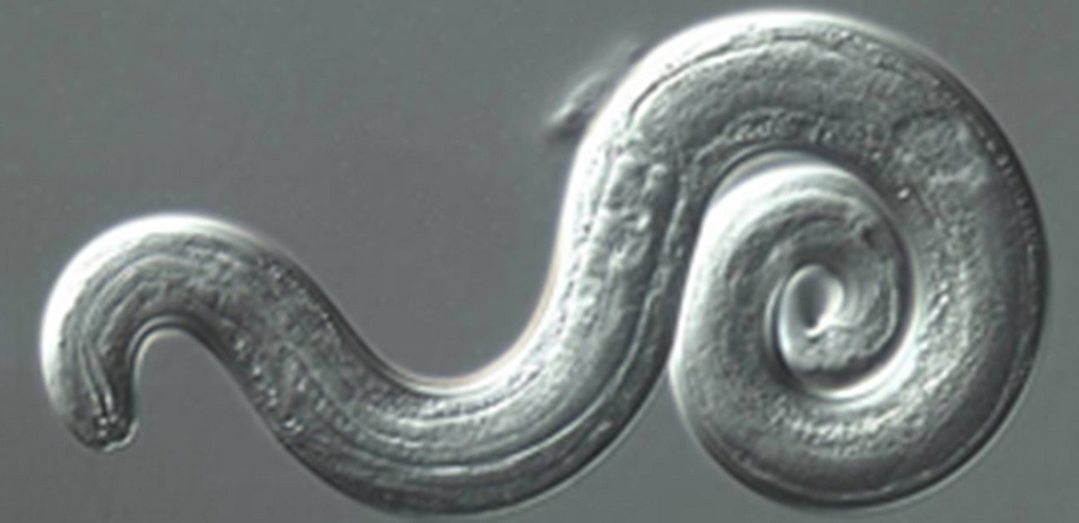 Parasite in Paradise: Rat Lungworm Disease Confirmed in Three Hawaii ...