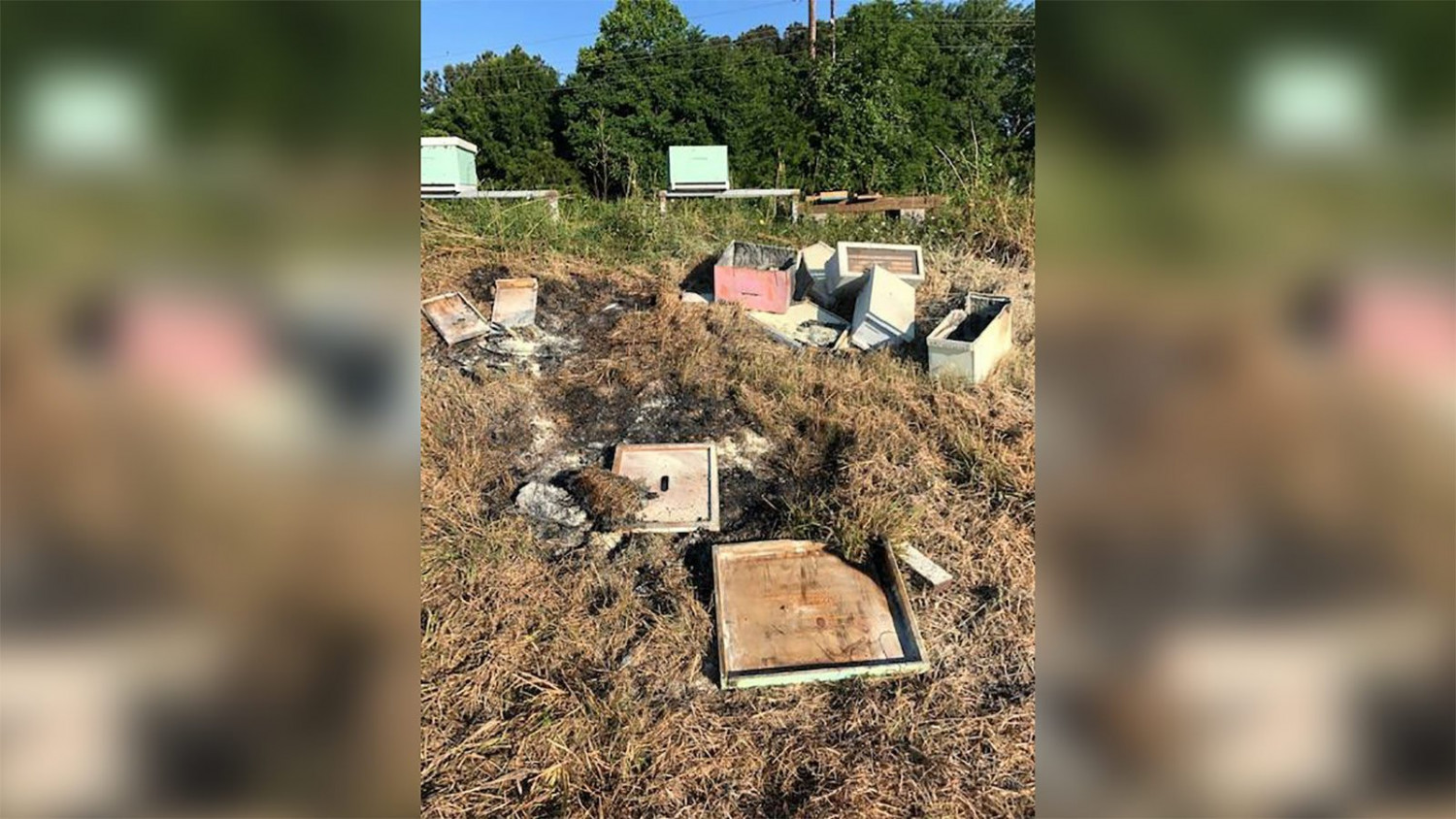Someone Burned Beehives in Texas and Killed More Than Half a Million ...