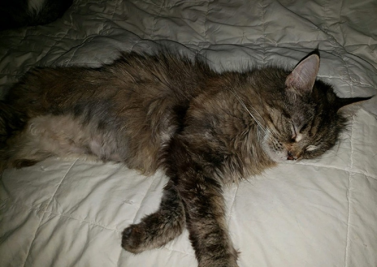 ‘Fishing for Cats:’ Man Charged With Animal Cruelty After Placing Fish ...