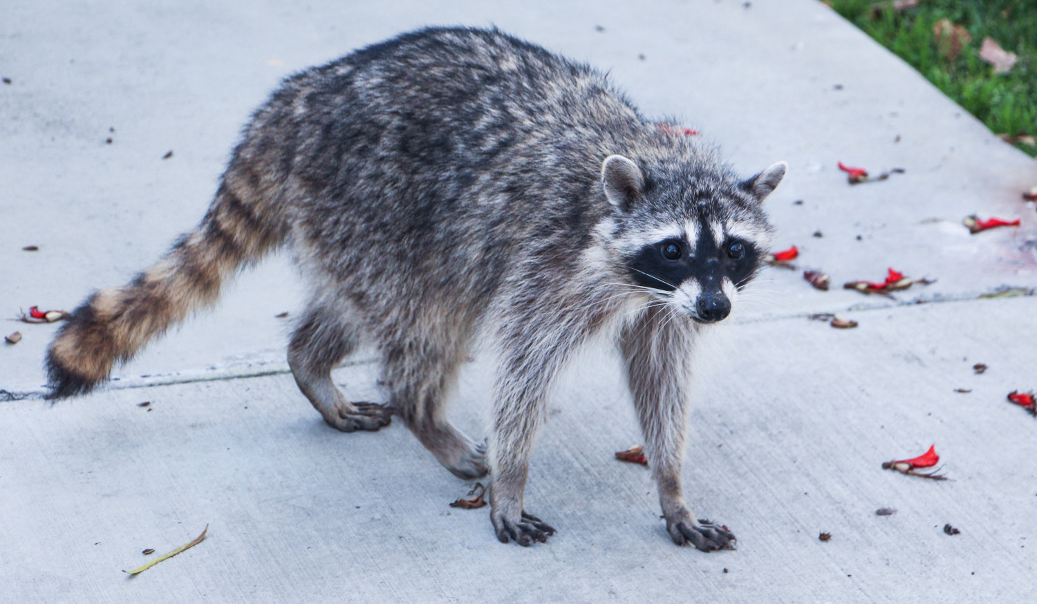 Police Warn Pet Owners About ‘Zombie Raccoons’ With Distemper Disease | NTD