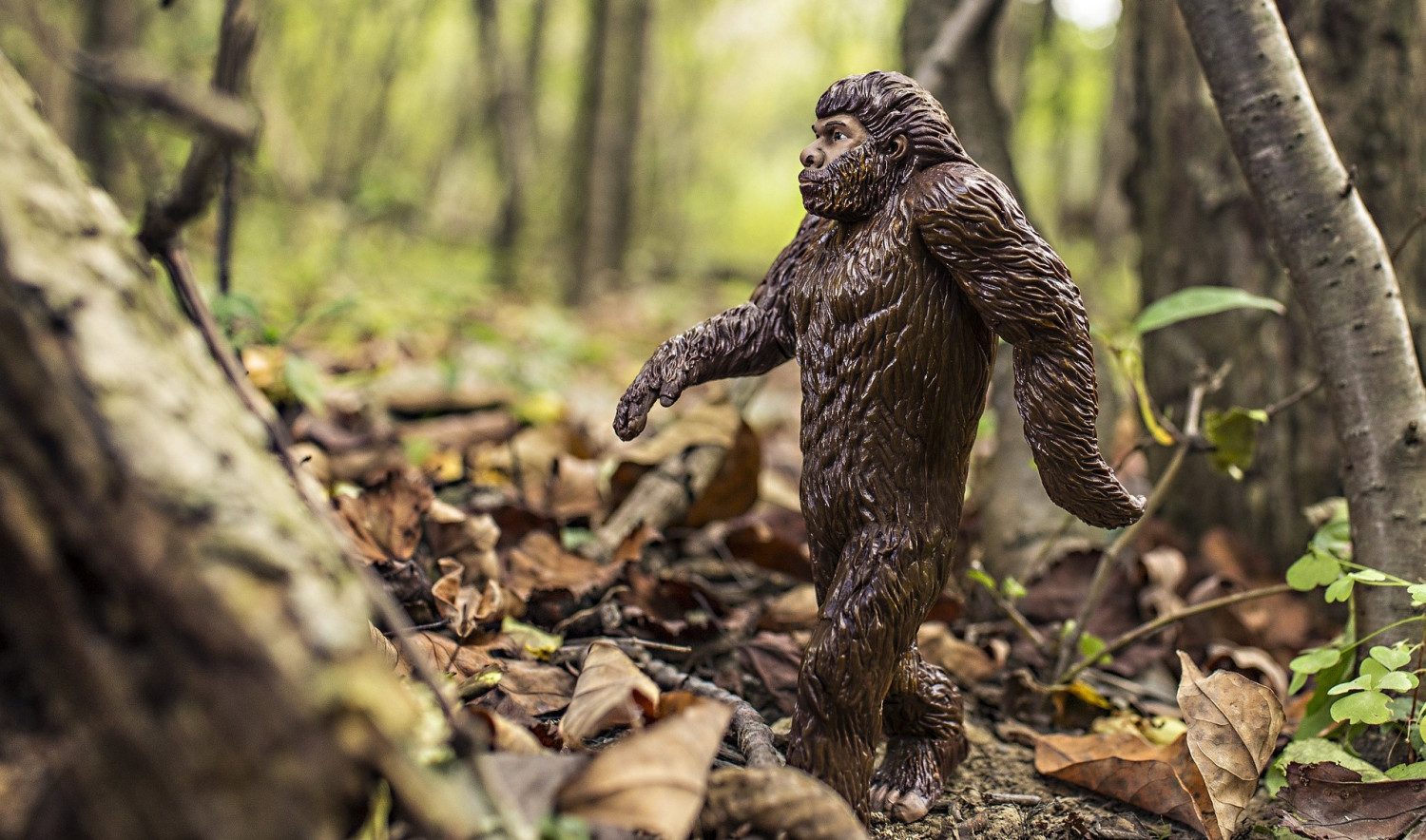 FBI Finally Releases Test Results From Suspected 'Bigfoot' Hair ...