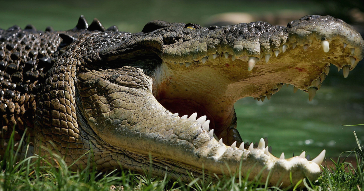 Mystery as Surgical Plate Found in 15-foot Crocodile’s Stomach | NTD