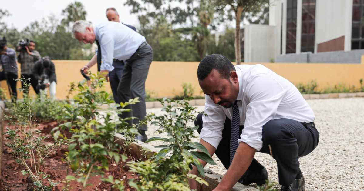 Ethiopia Plants More Than 350 Million Trees in 12 Hours | NTD