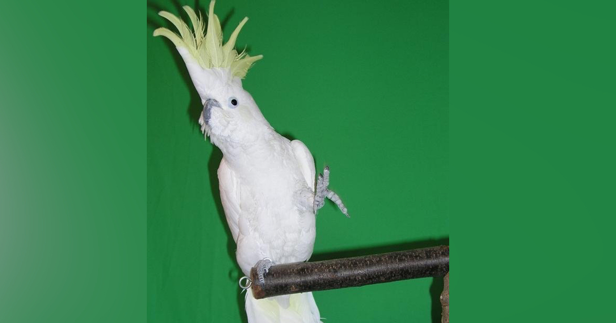 A Dancing Cockatoo Named Snowball Learned 14 Moves All by His Little ...