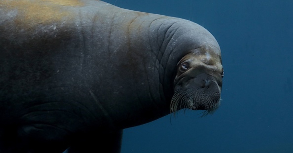 Russian Navy Boat Reportedly Sinks After Walrus Attacks It | NTD