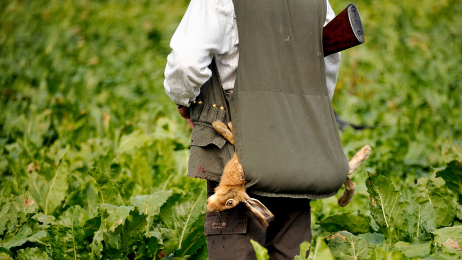 Hunter in China Catches Bubonic Plague After Eating a Wild Rabbit | NTD