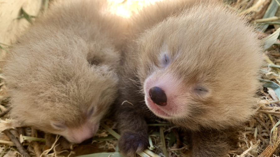 Perth Zoo Welcomes Rare Newborn Cubs and Kits | NTD