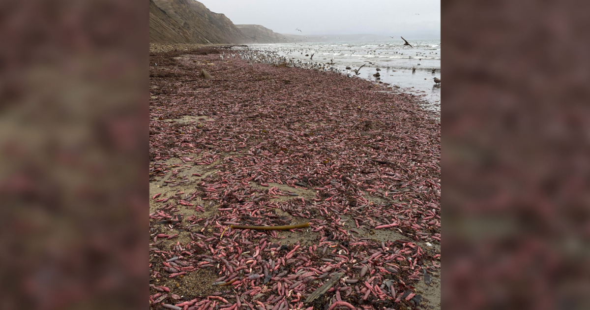 Thousands of Chunky, Squirming Innkeeper Worms Wash up on California ...
