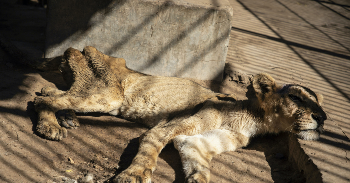 Images of Starving Lions in Sudan Zoo Spark Global Concern | NTD