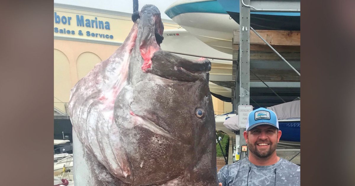 Fisherman Catches ‘A Big Old Fish’ Weighing 350 Pounds Off Southwest ...