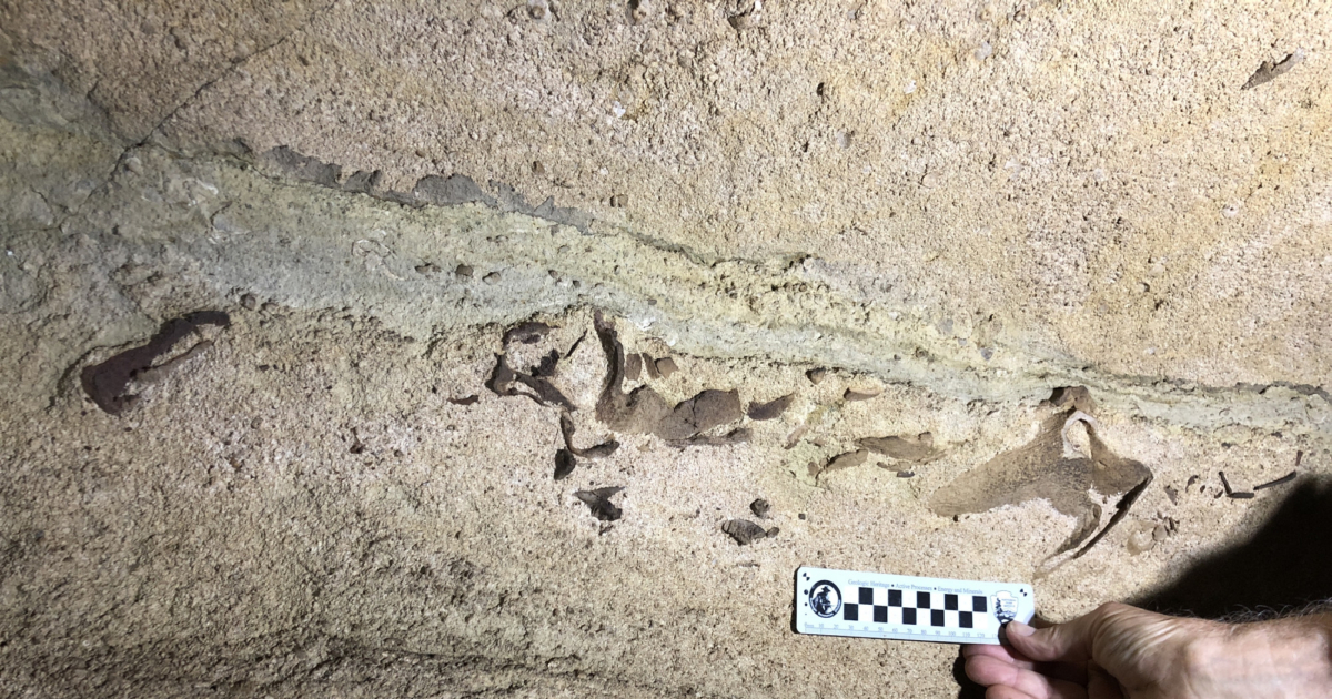 Scientists Have Found a 330-Million-Year-Old Shark’s Head Fossilized in ...