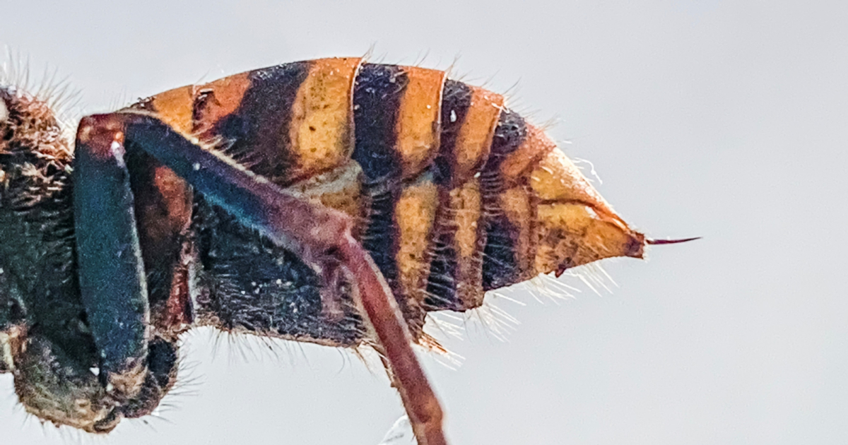 Third Asian Giant ‘Murder’ Hornet Found in Washington State | NTD