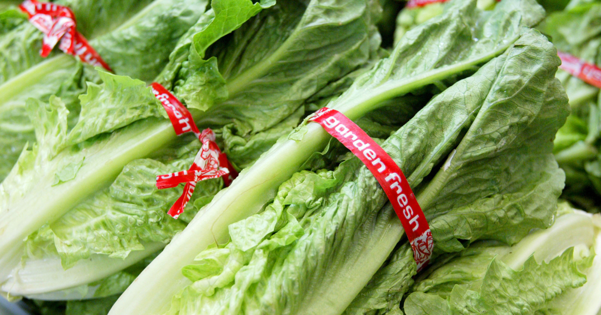 FDA Says Cows May Have Caused E. Coli Lettuce Contamination | NTD
