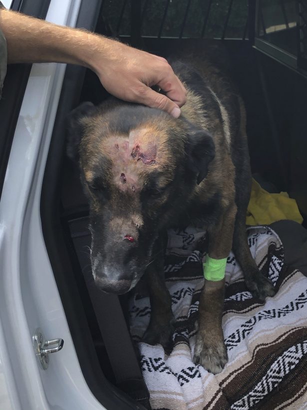 US Forest Service Police Dog Survives Second Stabbing Attack | NTD